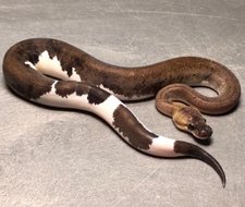Urban Camo Bullet Ball Python by Trademark Exotics - MorphMarket