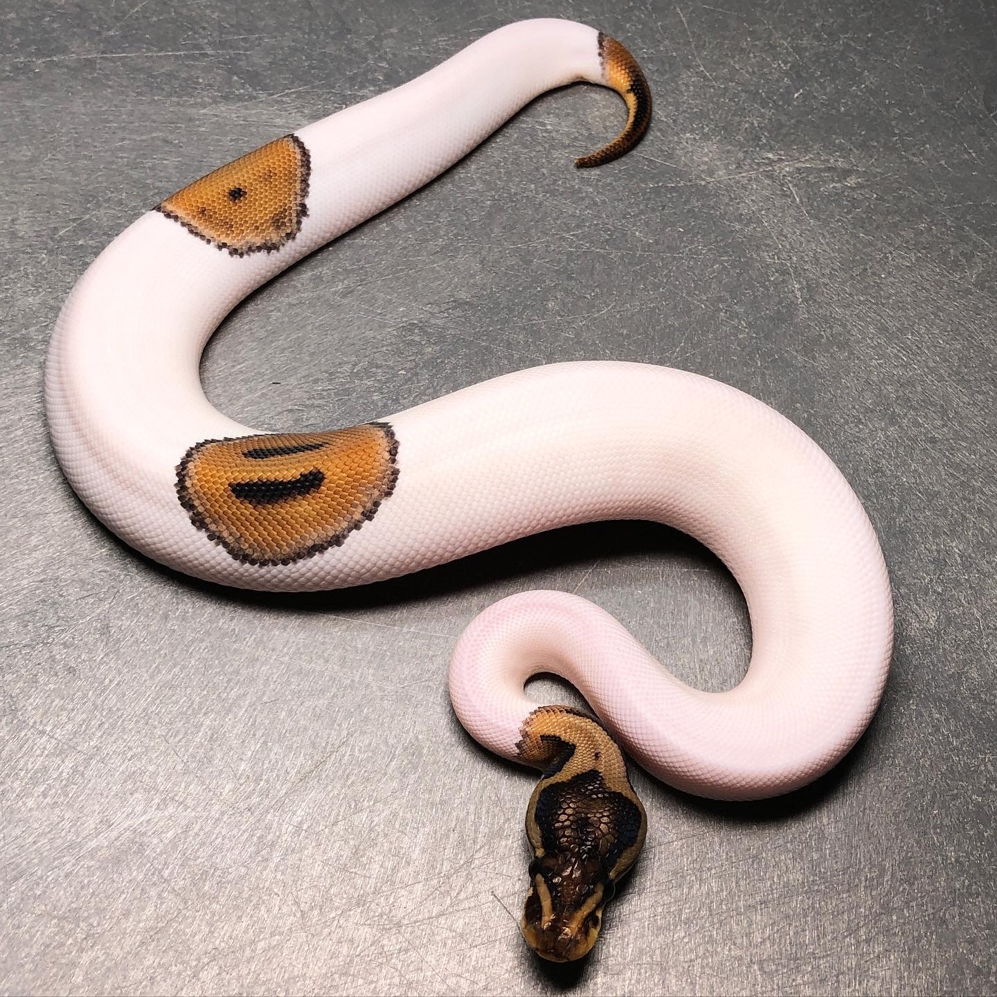 HRA Pied Pos. Super Leopard Ball Python by Trademark Exotics - MorphMarket