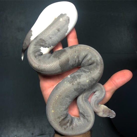 Urban Camo (Possible Super Sandblast) Ball Python by Trademark Exotics
