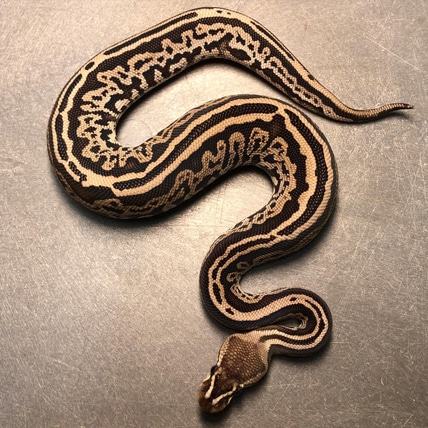 Urban Camo (Possible Super Sandblast) Ball Python by Trademark Exotics ...