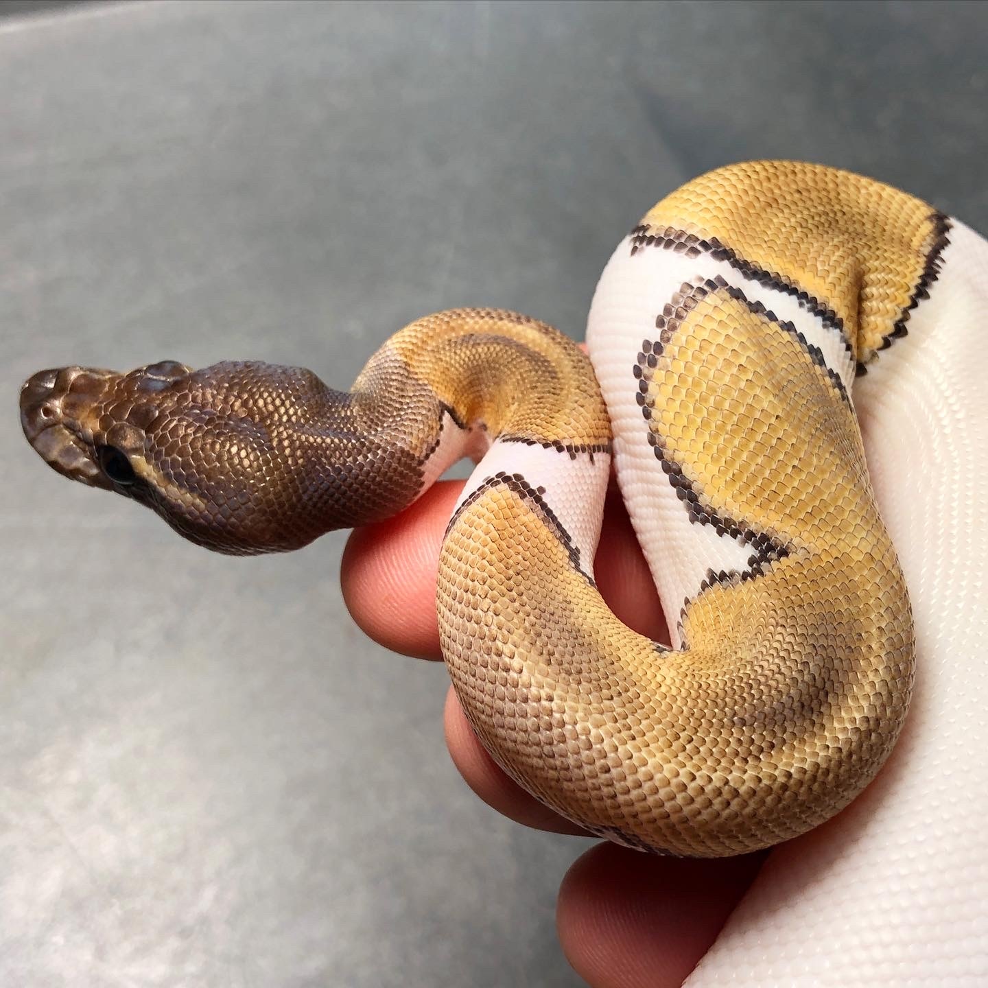 Mystic/Mojave Pied (Pos. GHI) Ball Python by Trademark Exotics ...