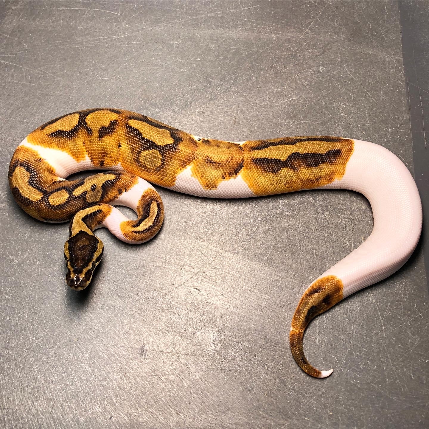 Enchi Pied Ball Python by Trademark Exotics - MorphMarket