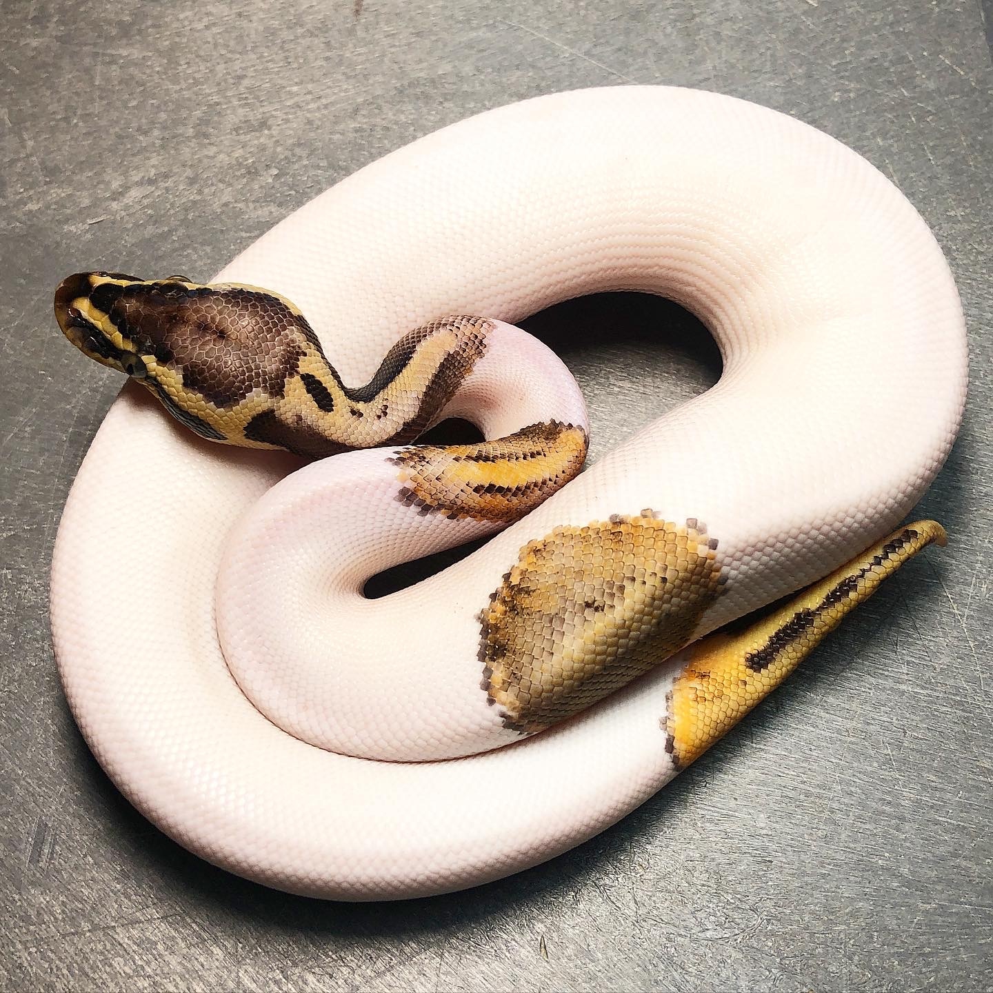 Leopard Killer Pied Ball Python by Trademark Exotics - MorphMarket