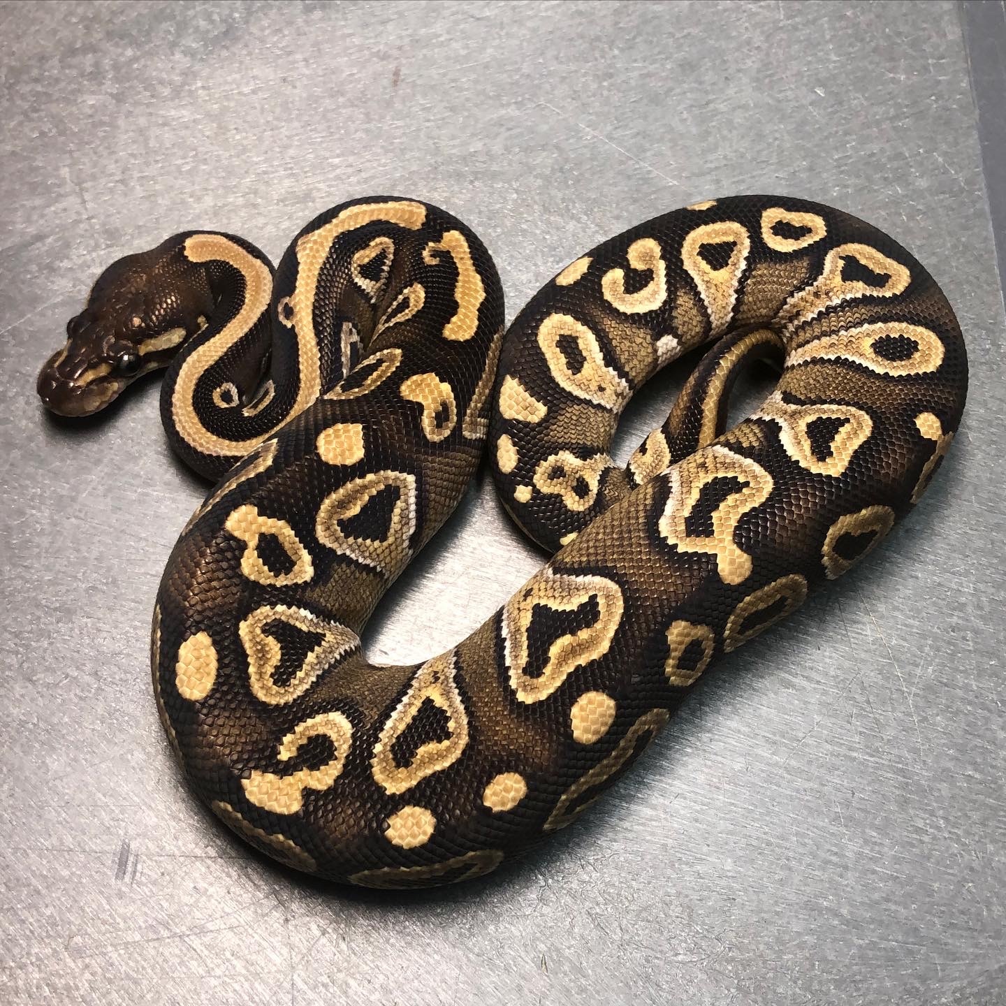 Mojave Het Pied Ball Python by Trademark Exotics - MorphMarket