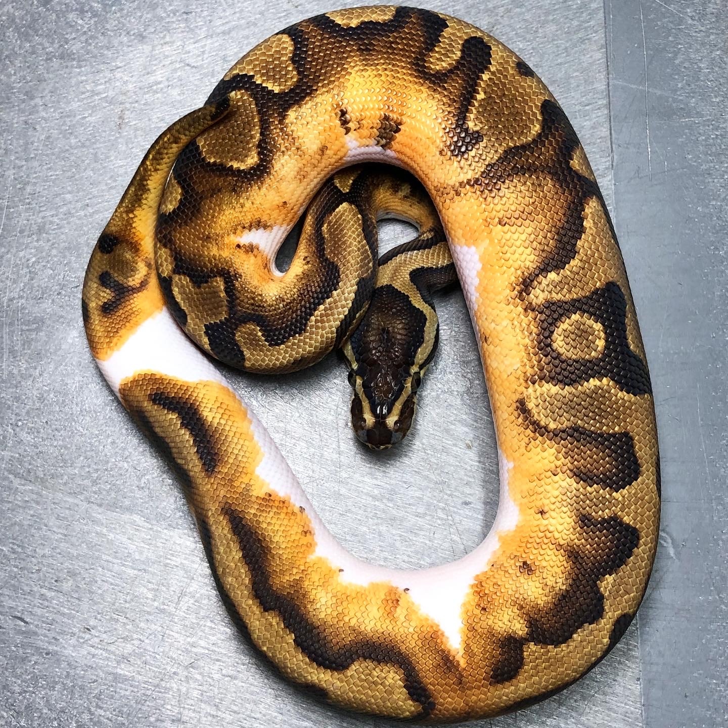 Enchi Pied Ball Python by Trademark Exotics - MorphMarket