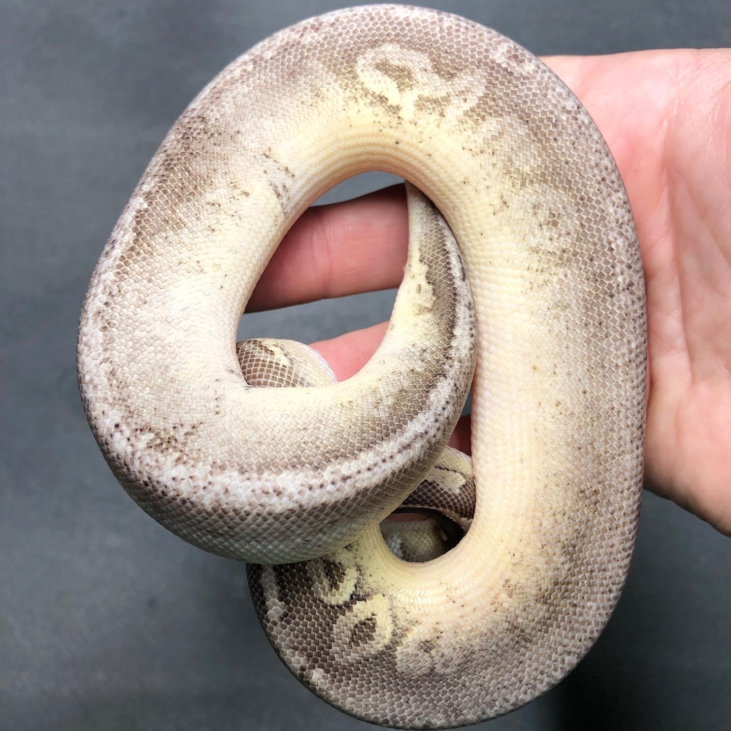 Sandblast Sterling 100% Het Pied Ball Python by Trademark Exotics ...