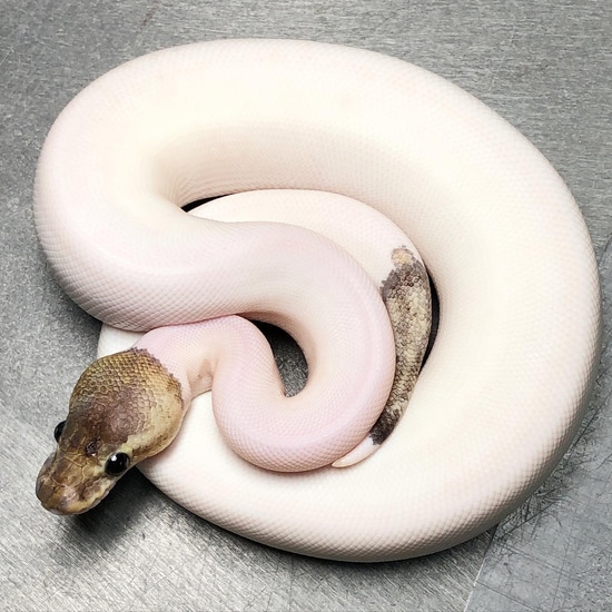 Super Pastel Cinnamon Pied (Pos. Super Sandblast) Ball Python by Trademark Exotics
