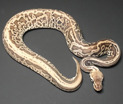 Leopard Red Axanthic Het Pied Ball Python by Trademark Exotics ...