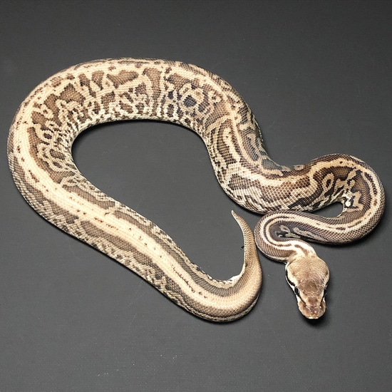 (Super) Leopard HRA Pastel Het Pied Ball Python by Trademark Exotics