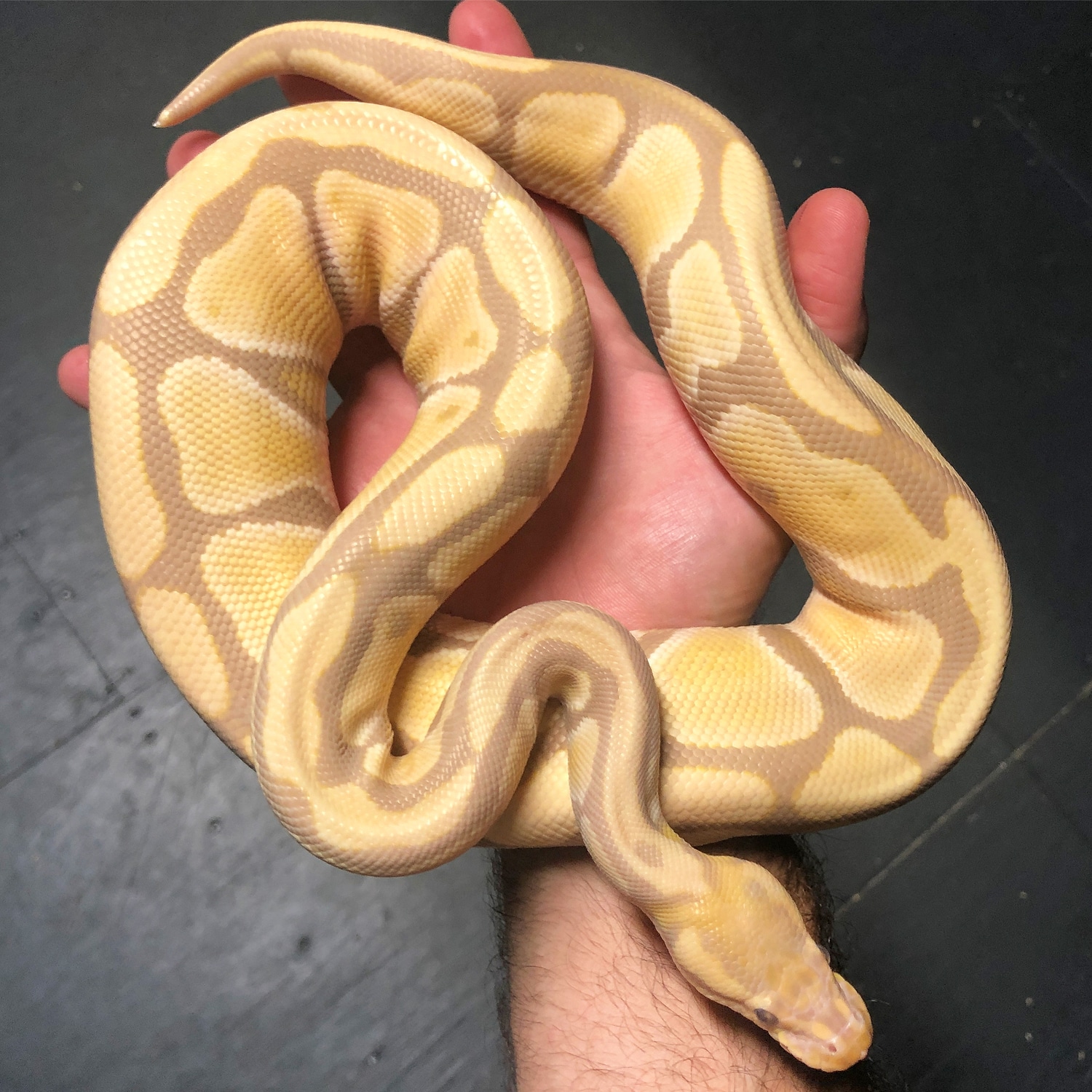 Candino Ball Python by Trademark Exotics - MorphMarket