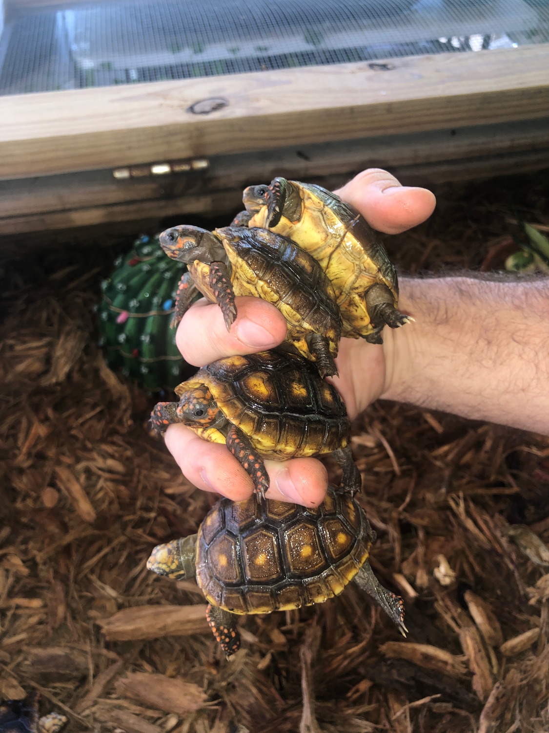 2023 Baby ! Red-footed Tortoise by Trademark Exotics - MorphMarket