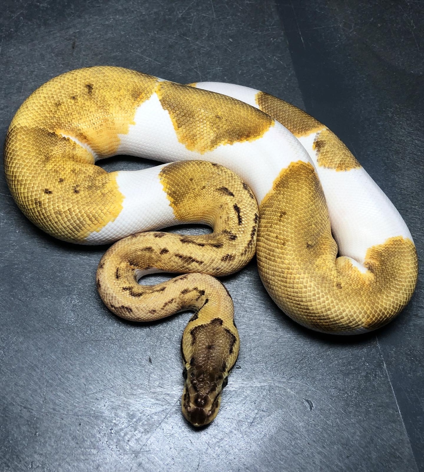 Lemonblast Pied (Prob. Enchi) Ball Python by Trademark Exotics ...