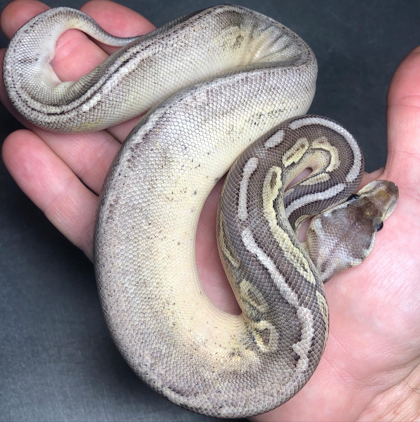 Sandblast Sterling 100% Het Pied Ball Python by Trademark Exotics ...