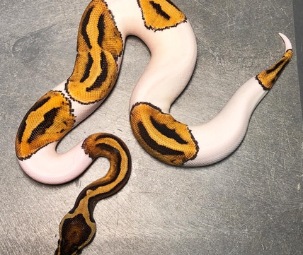 Urban Camo (Possible Super Sandblast) Ball Python by Trademark Exotics - MorphMarket