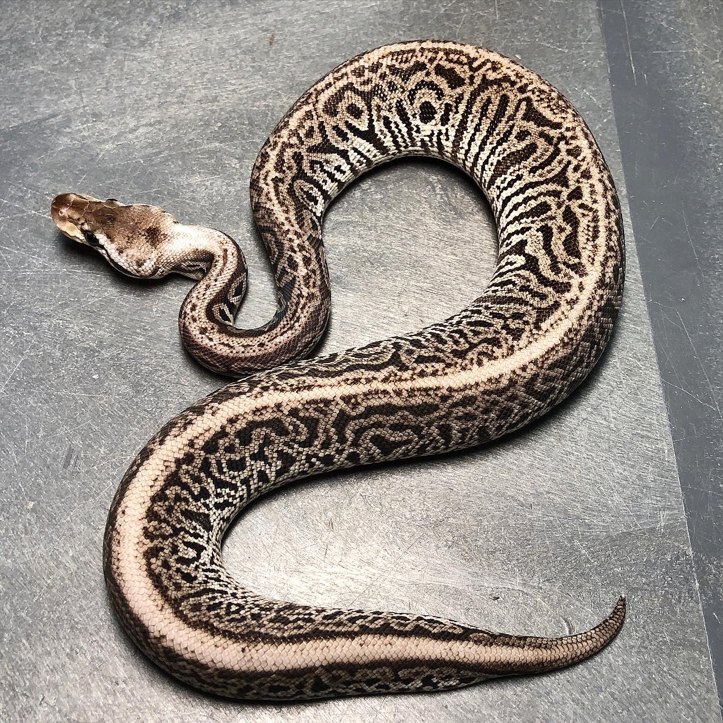 (Super) Leopard Red Axanthic Pastel Het Pied Ball Python by Trademark ...