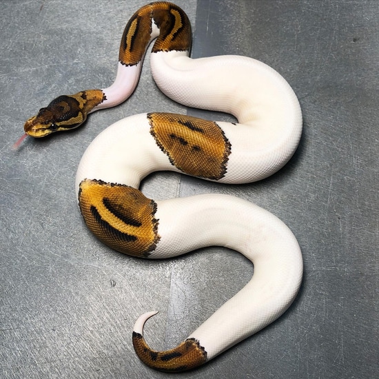 HRA Pied (Pos Leo/super Leo) Ball Python by Trademark Exotics