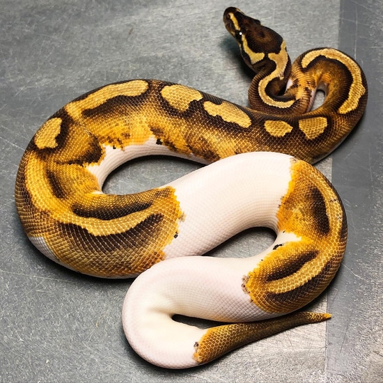 Enchi Pied “Electric™️“ Ball Python by Trademark Exotics