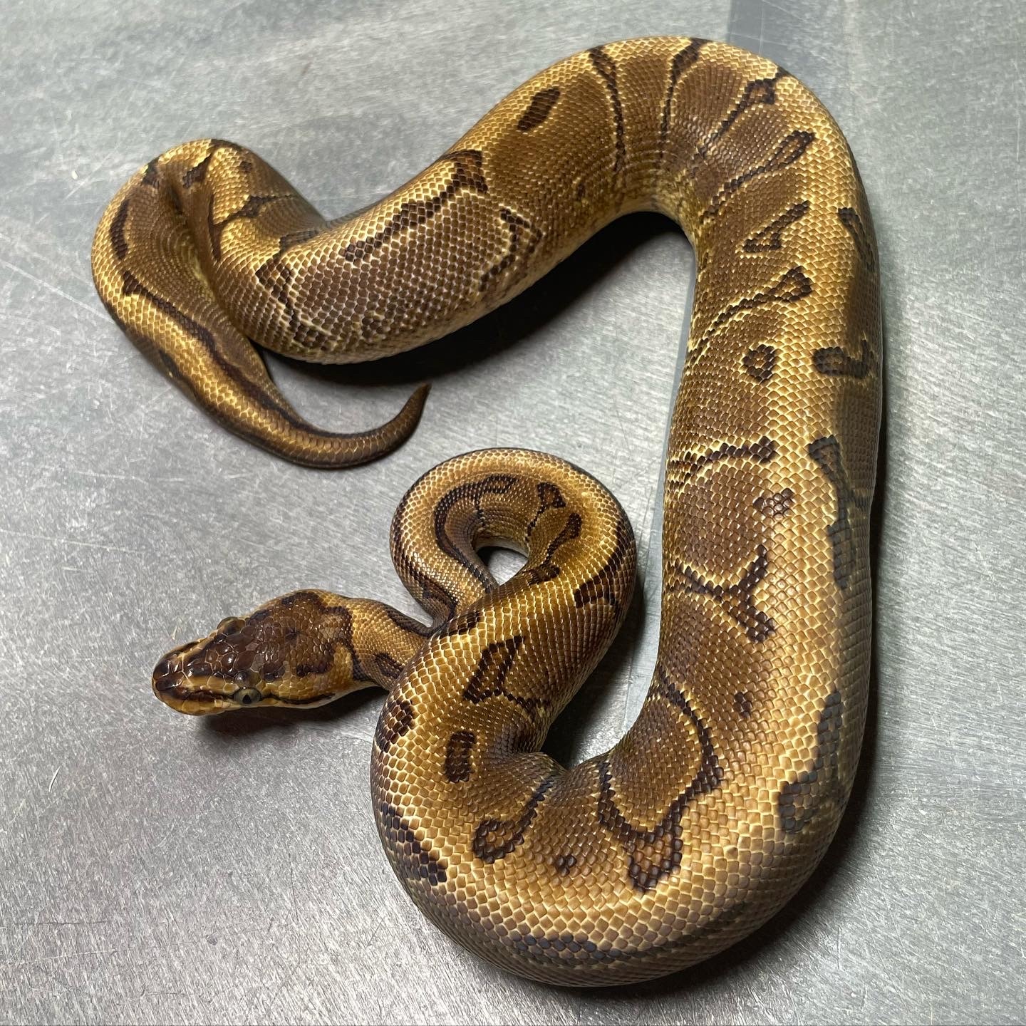 Yellowbelly Pinstripe Het Pied (Pos. YB) Ball Python by Trademark Exotics - MorphMarket