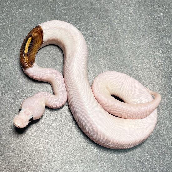 Cinnamon Pied Ball Python by Trademark Exotics