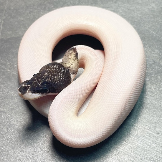 (Super Sandblast) Pewter Pied Ball Python by Trademark Exotics