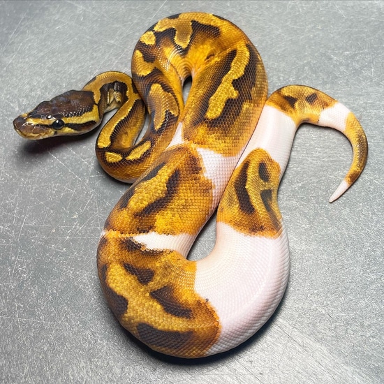 Enchi Pied (Pos. Asphalt) Ball Python by Trademark Exotics