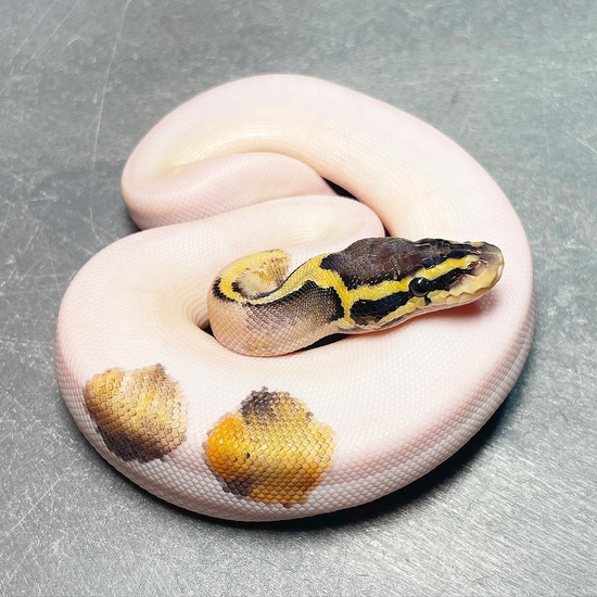 (Super Sandblast) Killer Pied Ball Python by Trademark Exotics
