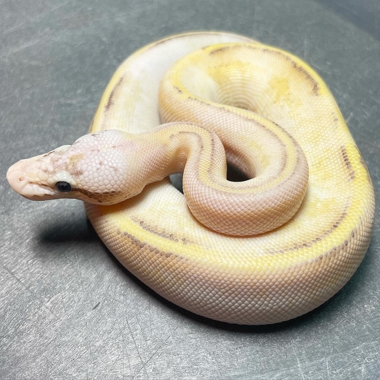 Pastel Puma Het Pied Ball Python by Trademark Exotics