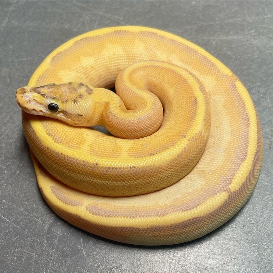 Enchi Puma Het Pied Ball Python by Trademark Exotics