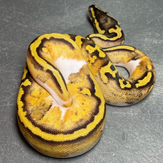 Killer Enchi Pied Ball Python by Trademark Exotics