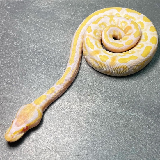 Albino Mojave (Pos. YB) Ball Python by Trademark Exotics
