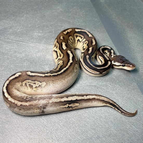 Pewter Het Pied Pos Sandblast Ball Python by Trademark Exotics