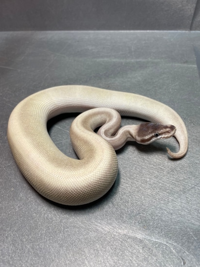 Mystic Potion Het Pied Ball Python by Trademark Exotics