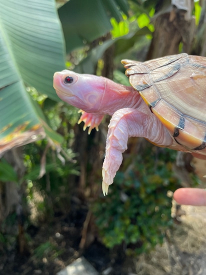 Caramel-Pink Albino (Adult) Slider Turtle by Trademark Exotics