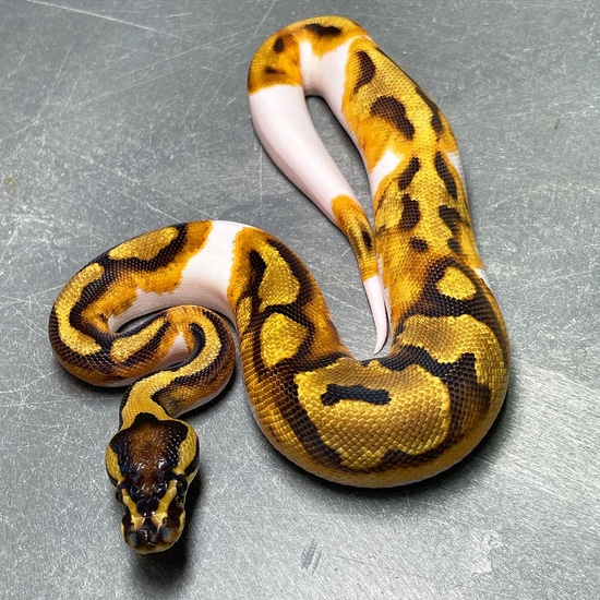 Enchi Pied Pos HRA, Leopard Ball Python by Trademark Exotics