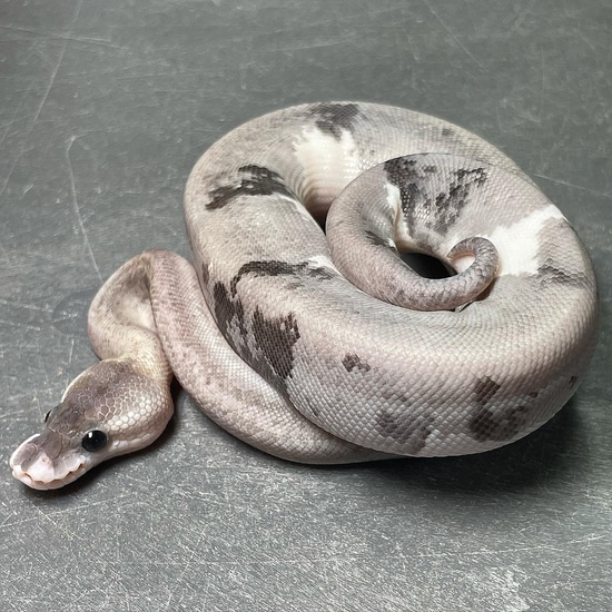 Urban Camo Ball Python by Trademark Exotics