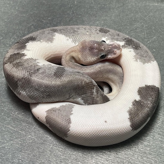 Urban Camo Ball Python by Trademark Exotics