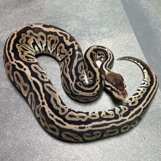 Onyx Het Pied Ball Python by Trademark Exotics