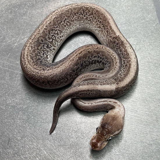 Leopard Pastel Onyx Het Pied Ball Python by Trademark Exotics