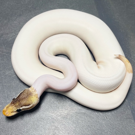Sandblast Enchi Super Pastel Cinnamon Pied Ball Python by Trademark Exotics