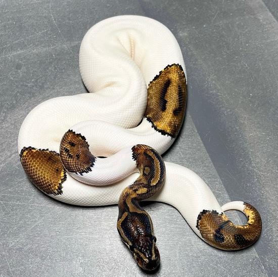 Pied Pos. Asphalt Ball Python by Trademark Exotics