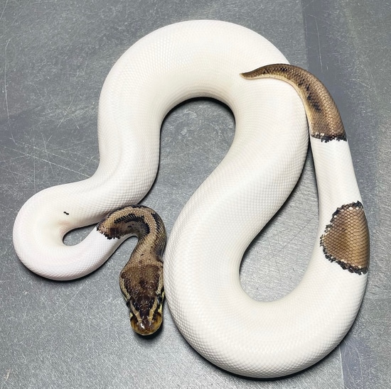 (Super) Leopard Pastel HRA Pied Ball Python by Trademark Exotics