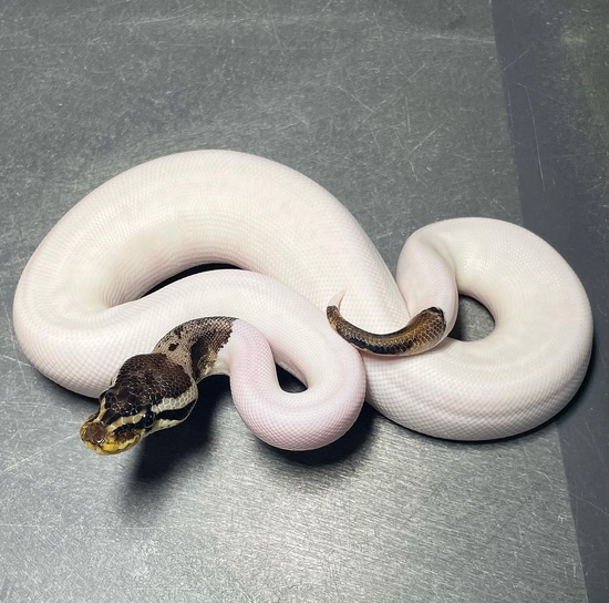 Leopard Pastel HRA Pied Ball Python by Trademark Exotics