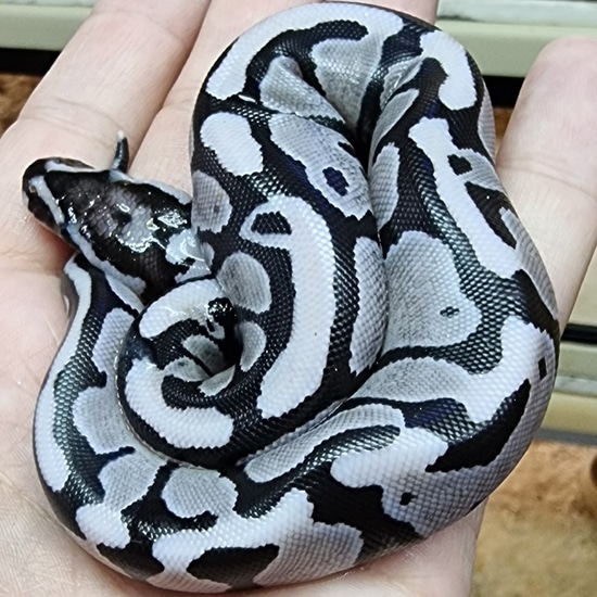 Fire Dark Axanthic TSK Ball Python by Traditional Reptiles