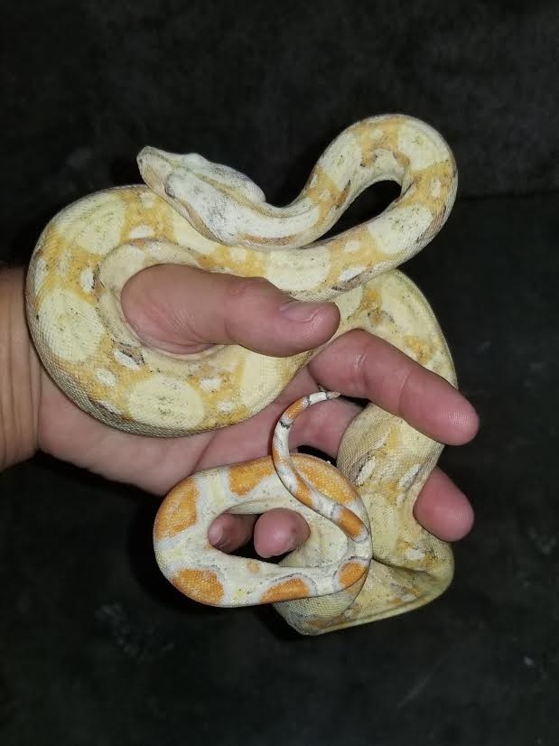 Paradox Kahl Albino 66% Het VPI Albino Boa Constrictor by BKL Boas ...