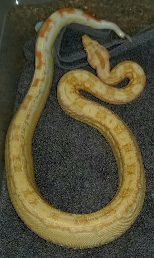 Kahl Albino Arabtec Red Pastel Boa Constrictor by BKL Boas - MorphMarket