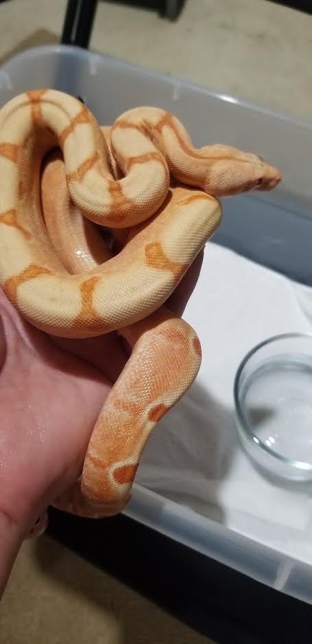 4th SALE!!! Sunglow 100% Het Blood Female Red Dragon Maker!!! Boa ...