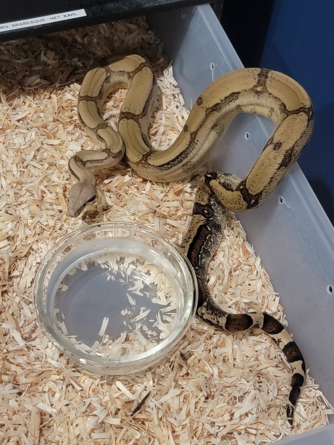 Fire Boa Constrictor by BKL Boas - MorphMarket