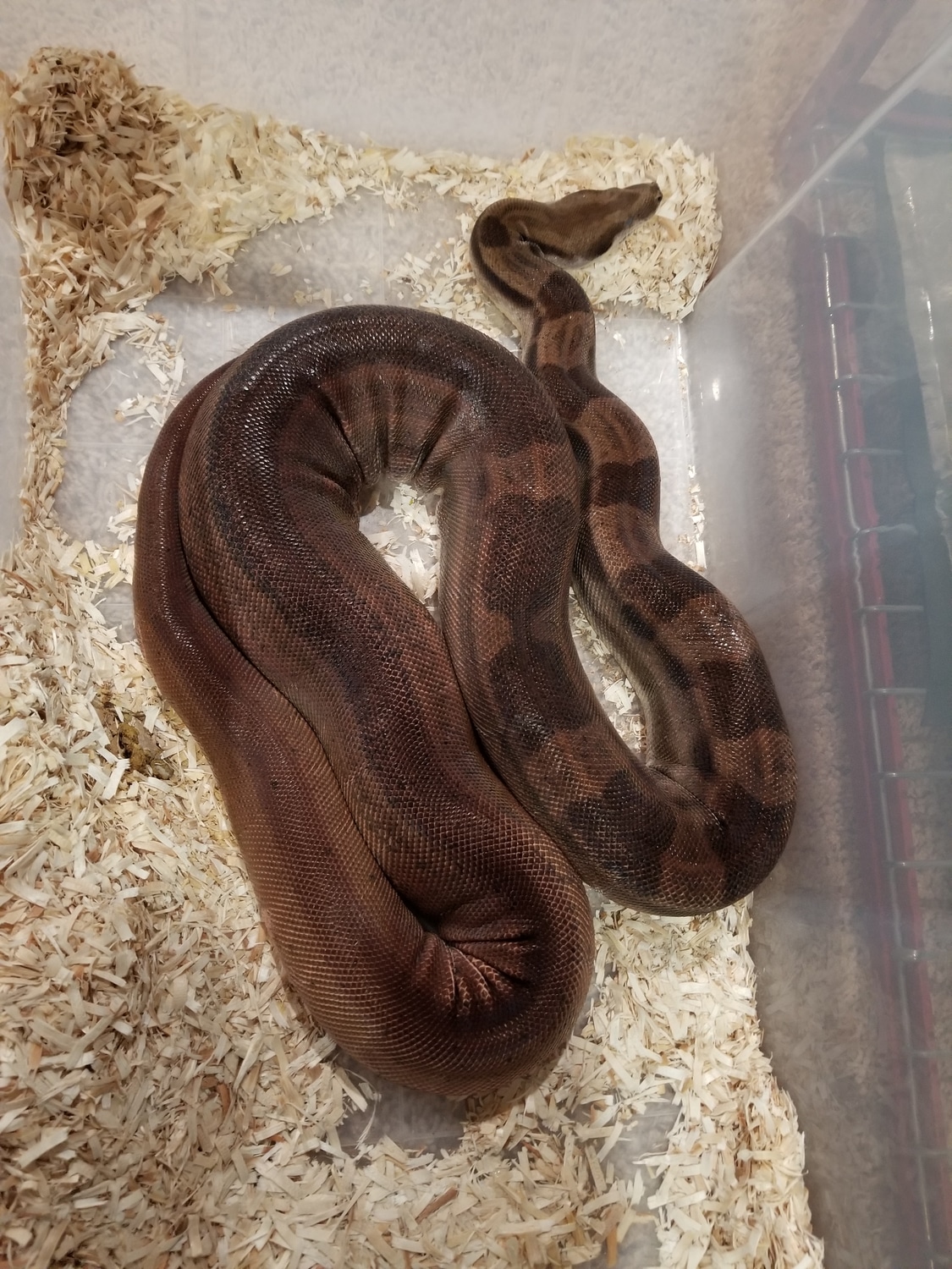 Hypo Motley Het Kahl Albino Boa Constrictor by BKL Boas - MorphMarket