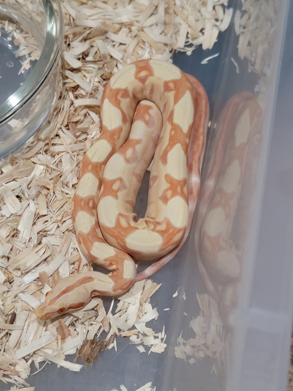 IMG Sunglow Boa Constrictor by BKL Boas - MorphMarket