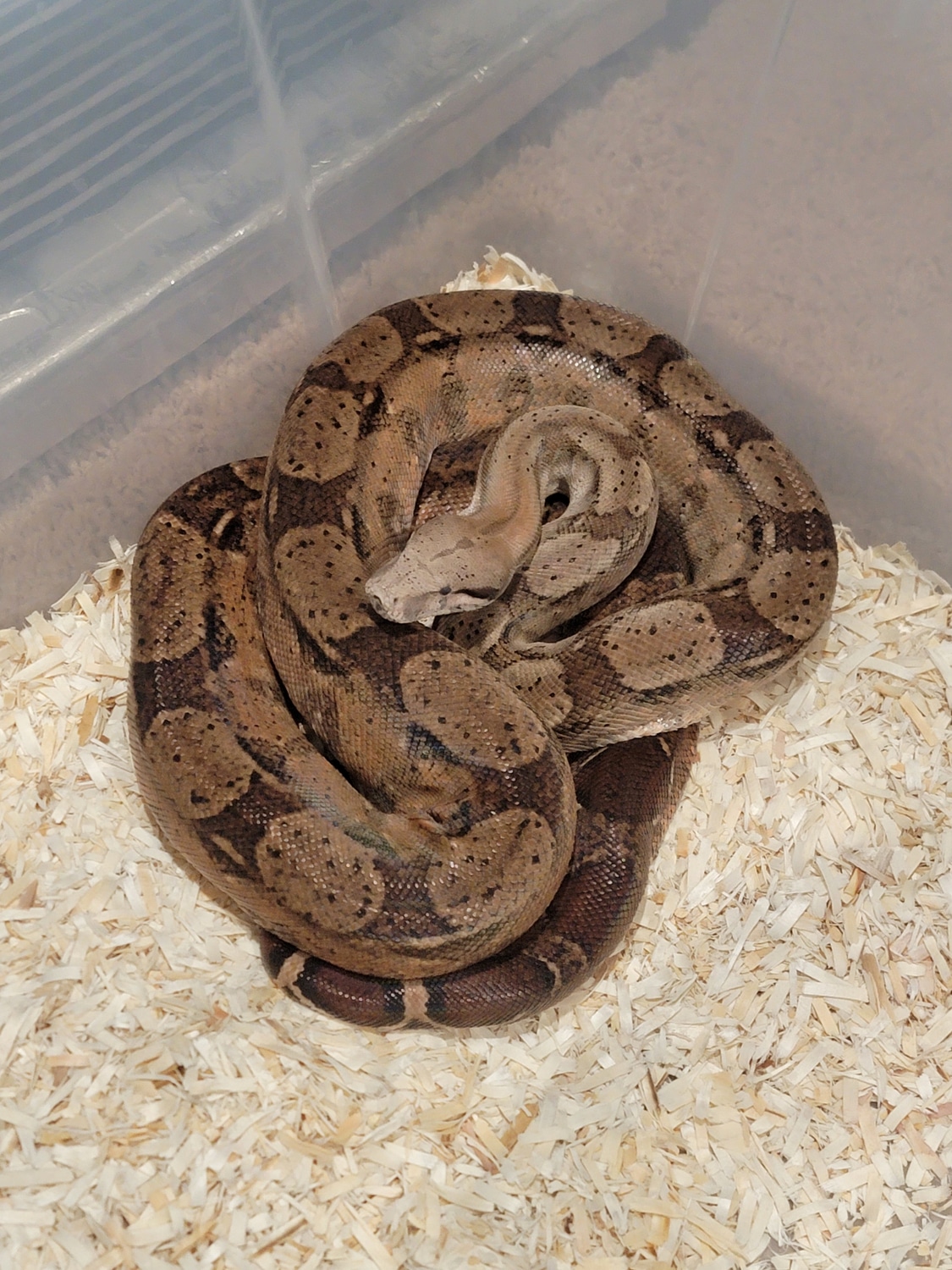 Adult Female Fire!!! Boa Constrictor by BKL Boas - MorphMarket